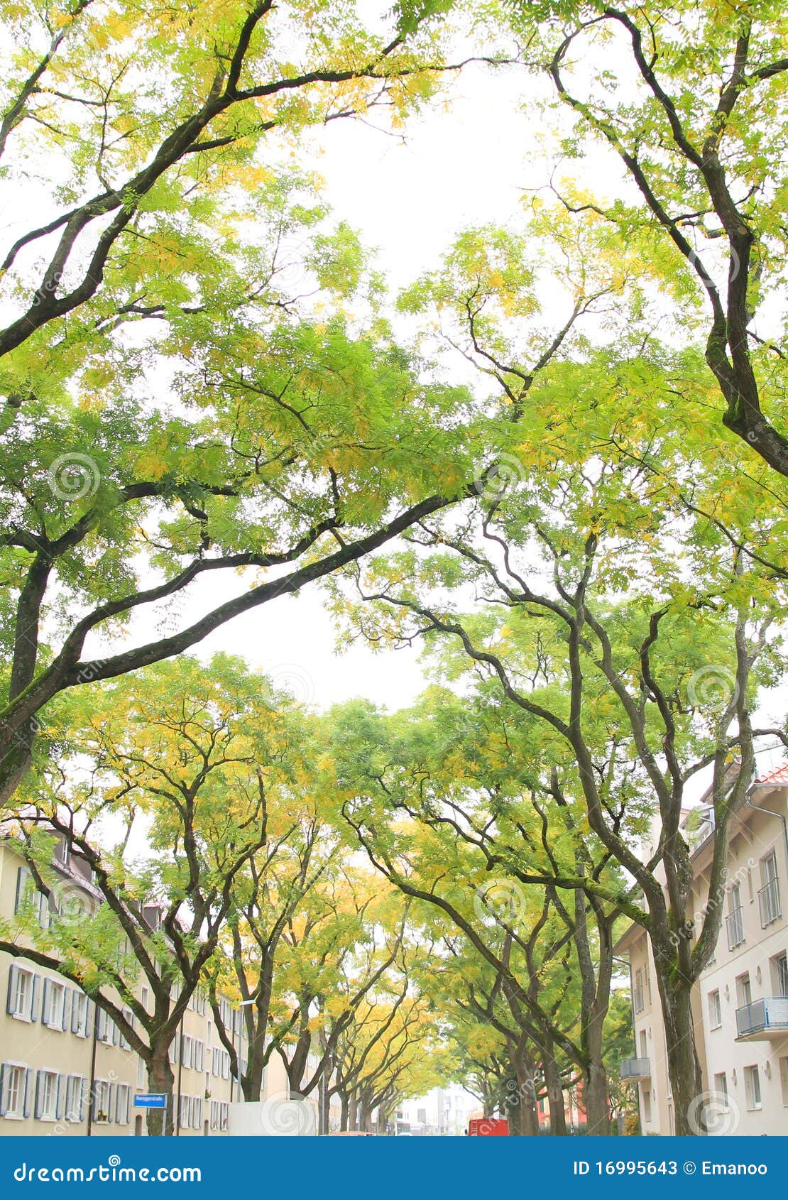 Tree alley in street stock image. Image of environment - 16995643