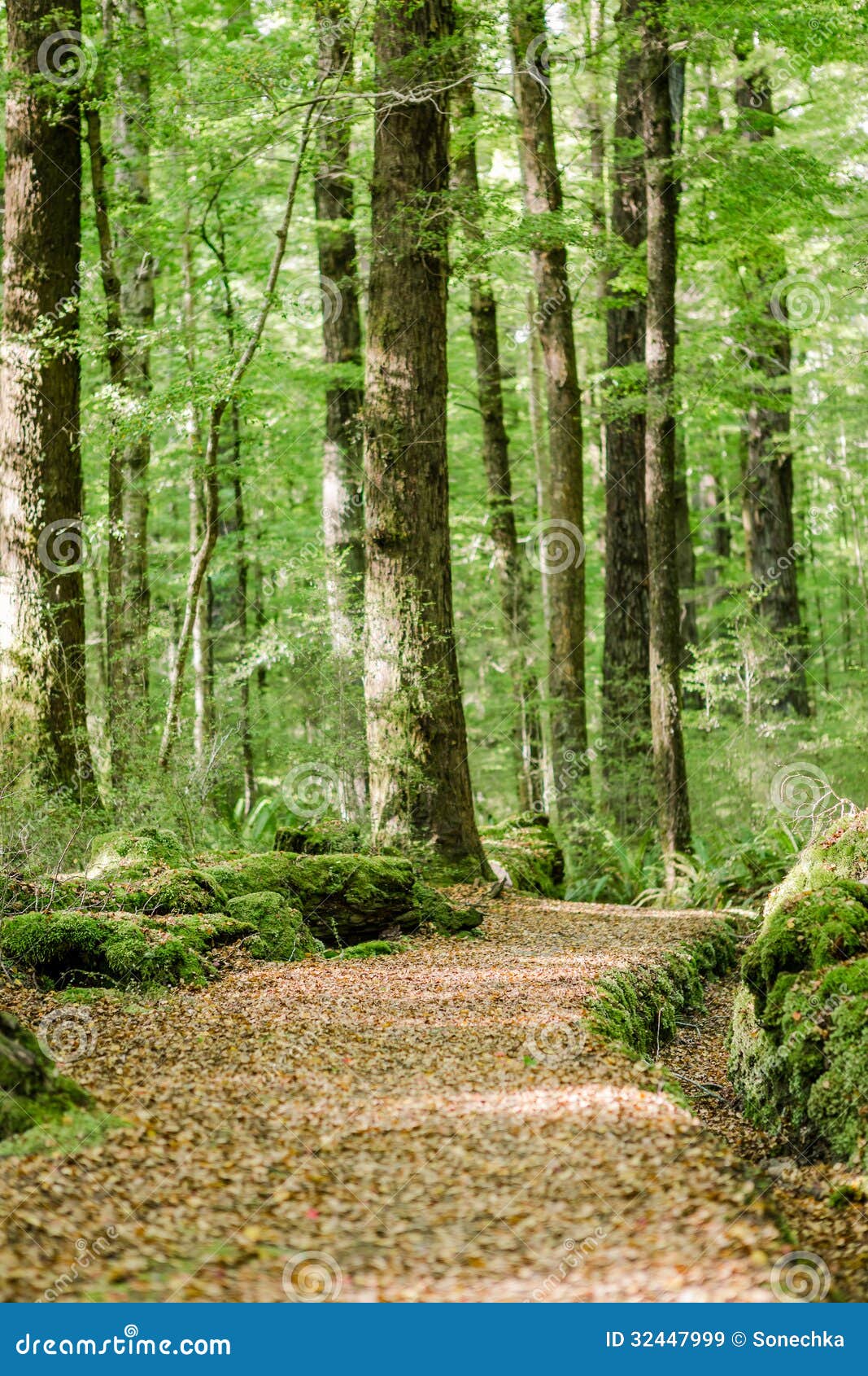 Tree alley in summer stock image. Image of environment - 32447999