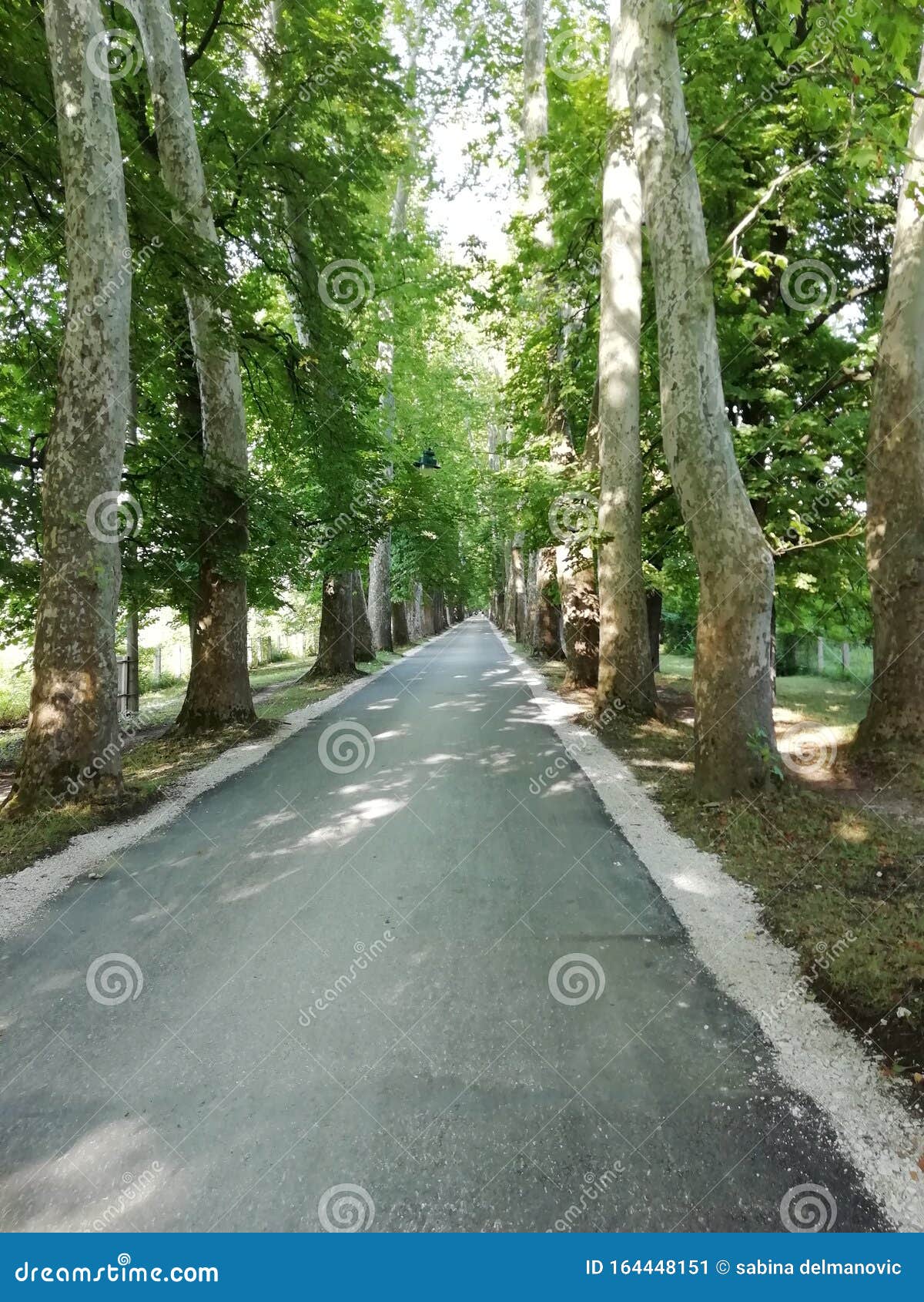 The tree alley stock image. Image of tree, summer, trees - 164448151