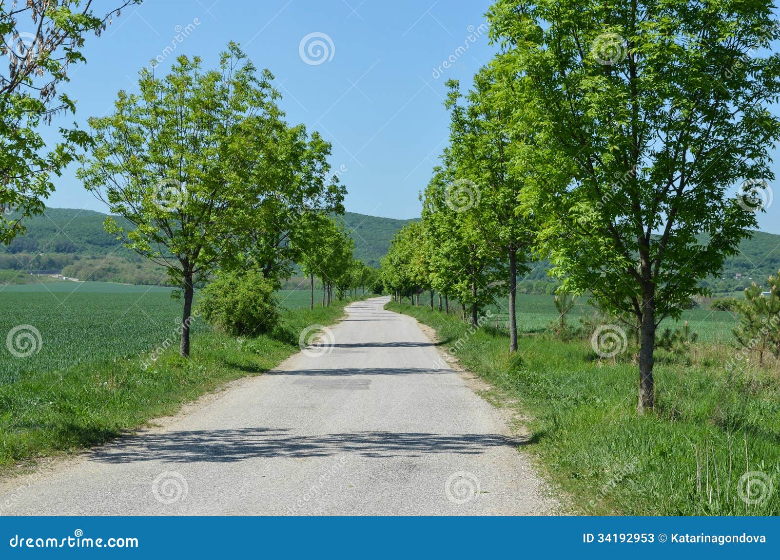 Tree alley stock image. Image of nature, coridor, green - 34192953