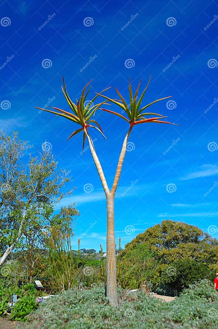 Tree aloe (Aloe barberae) stock image. Image of flora - 9361269