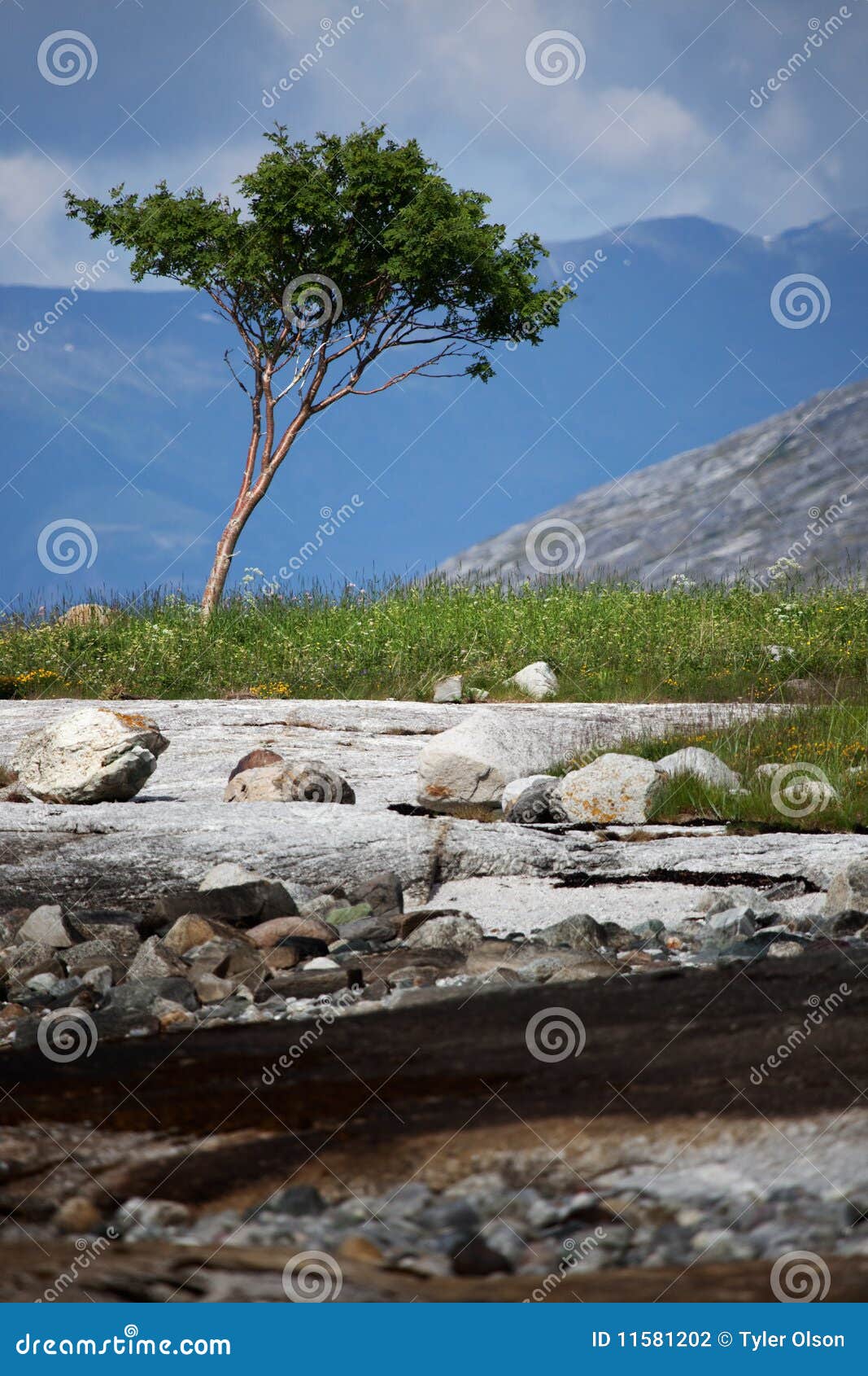 Tree Alone stock photo. Image of wilderness, environment - 11581202