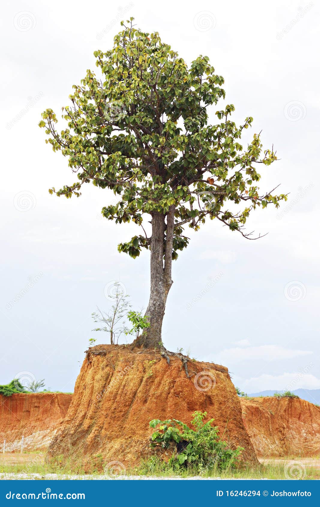 Tree alone stock photo. Image of cloud, leaves, alone - 16246294