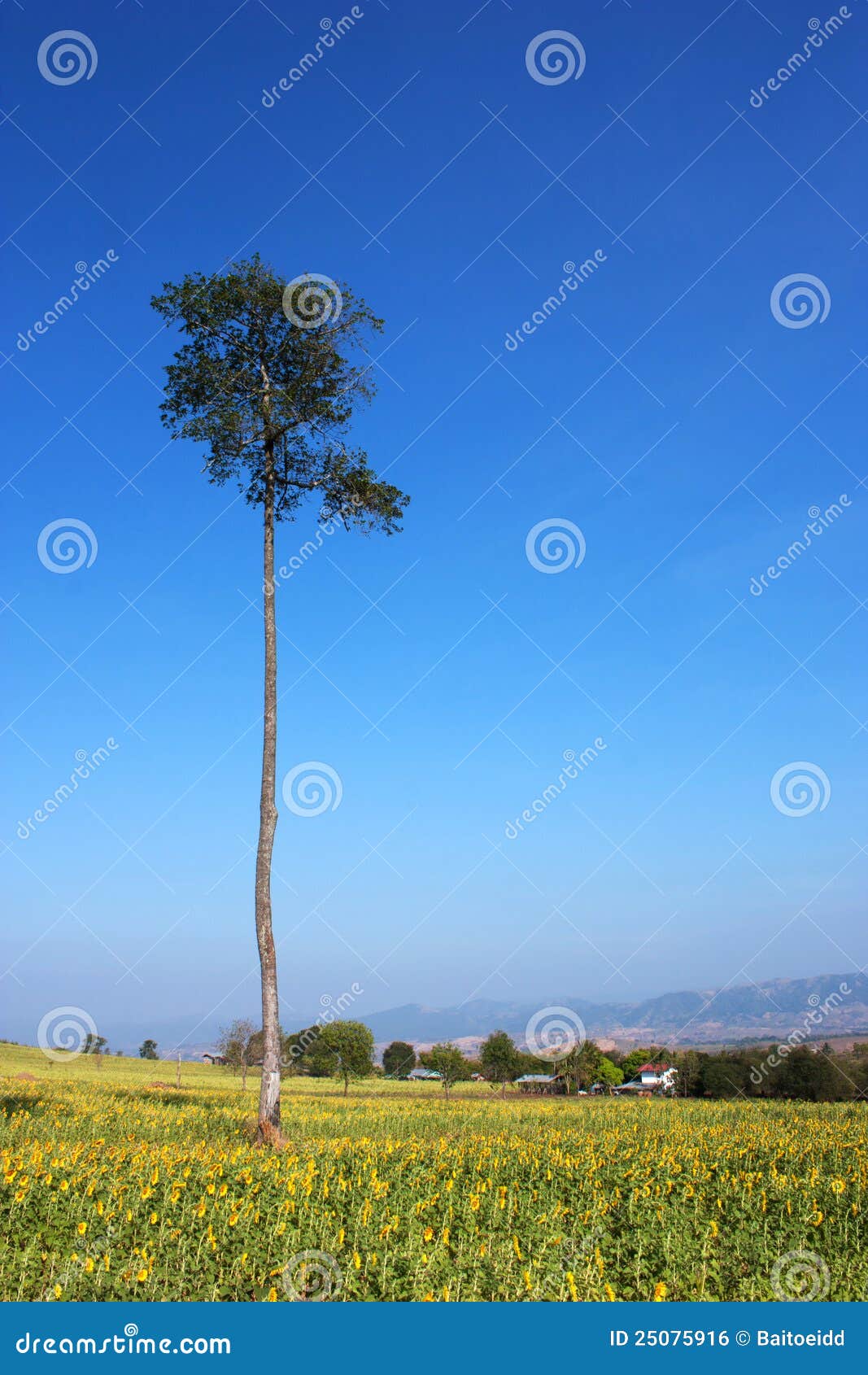 Tree Alone stock photo. Image of natural, forest, beauty - 25075916