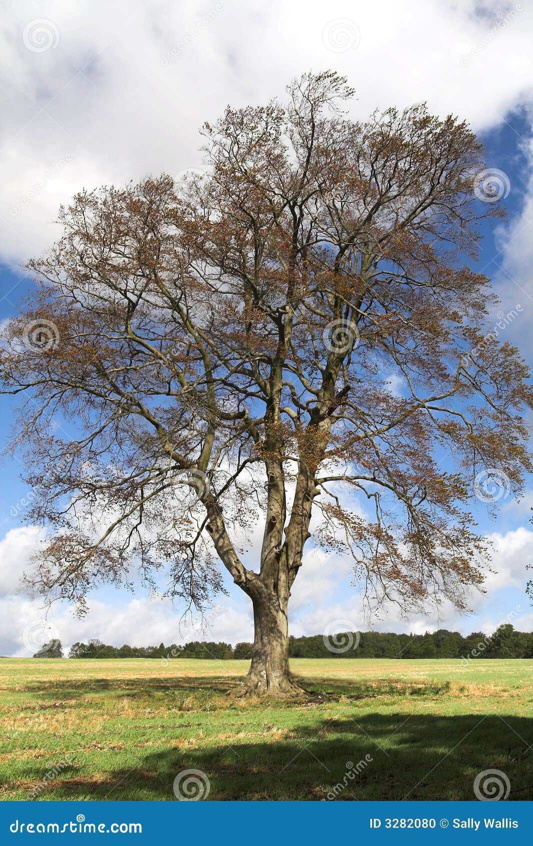 Tree Alone stock photo. Image of rural, outdoors, nature - 3282080