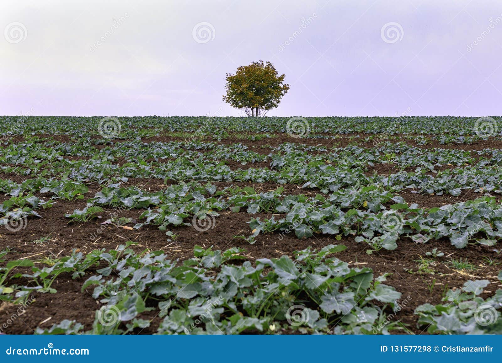 A tree alone on a farm stock photo. Image of seasonal - 131577298