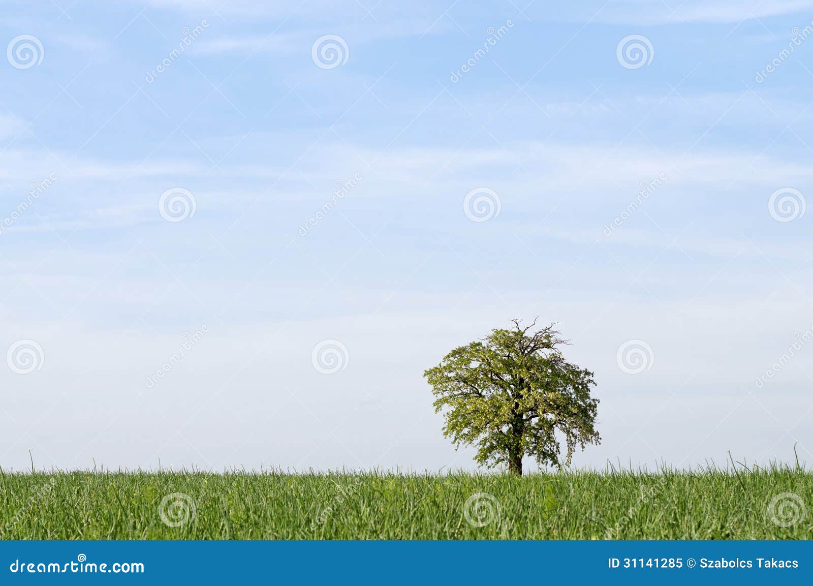 Tree Alone with Large Sky Horizontal Stock Image - Image of horizontal ...