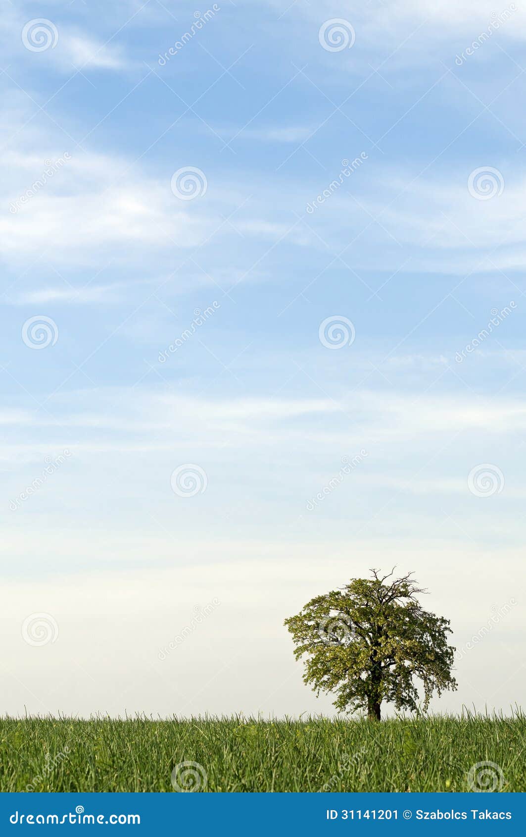 Tree Alone with Large Sky Vertical Stock Image - Image of agriculture ...