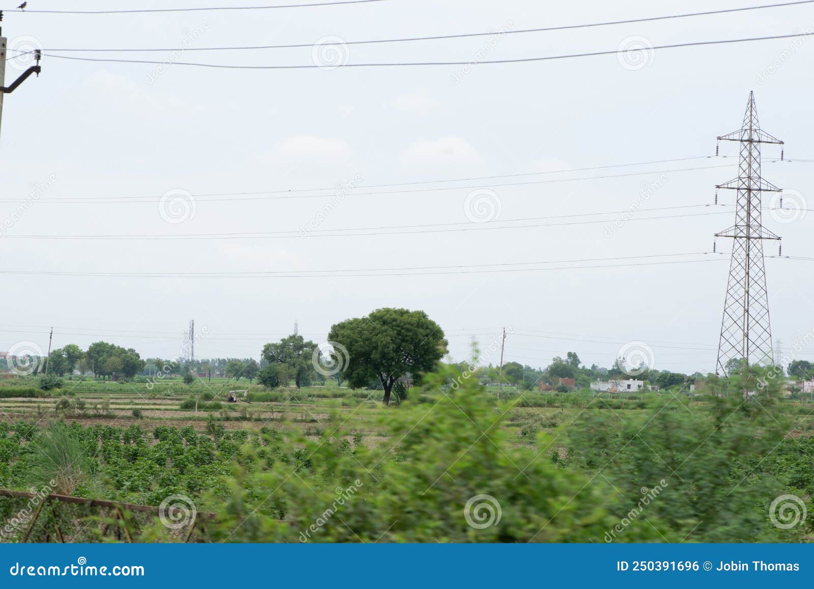 Alone tree in grass field stock photo. Image of beautiful - 250391696