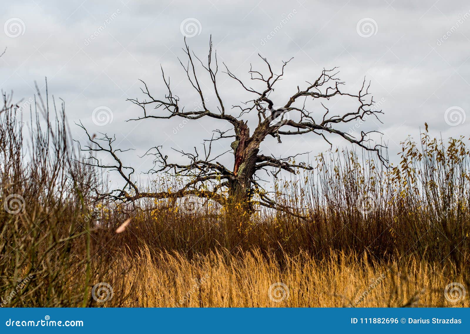 Tree alone stock photo. Image of forest, alone, snow - 111882696