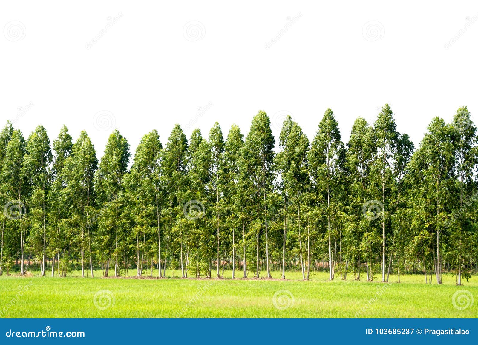 Tree Alone or Single on Isolate White Stock Image - Image of leaf ...