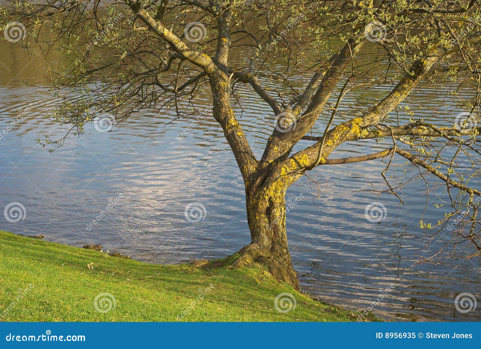 Tree Along a Lake stock image. Image of idyllic, outdoors - 8956935