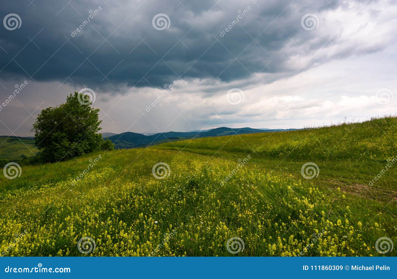 Tree Along the Path through Grassy Meadow Stock Image - Image of grass ...