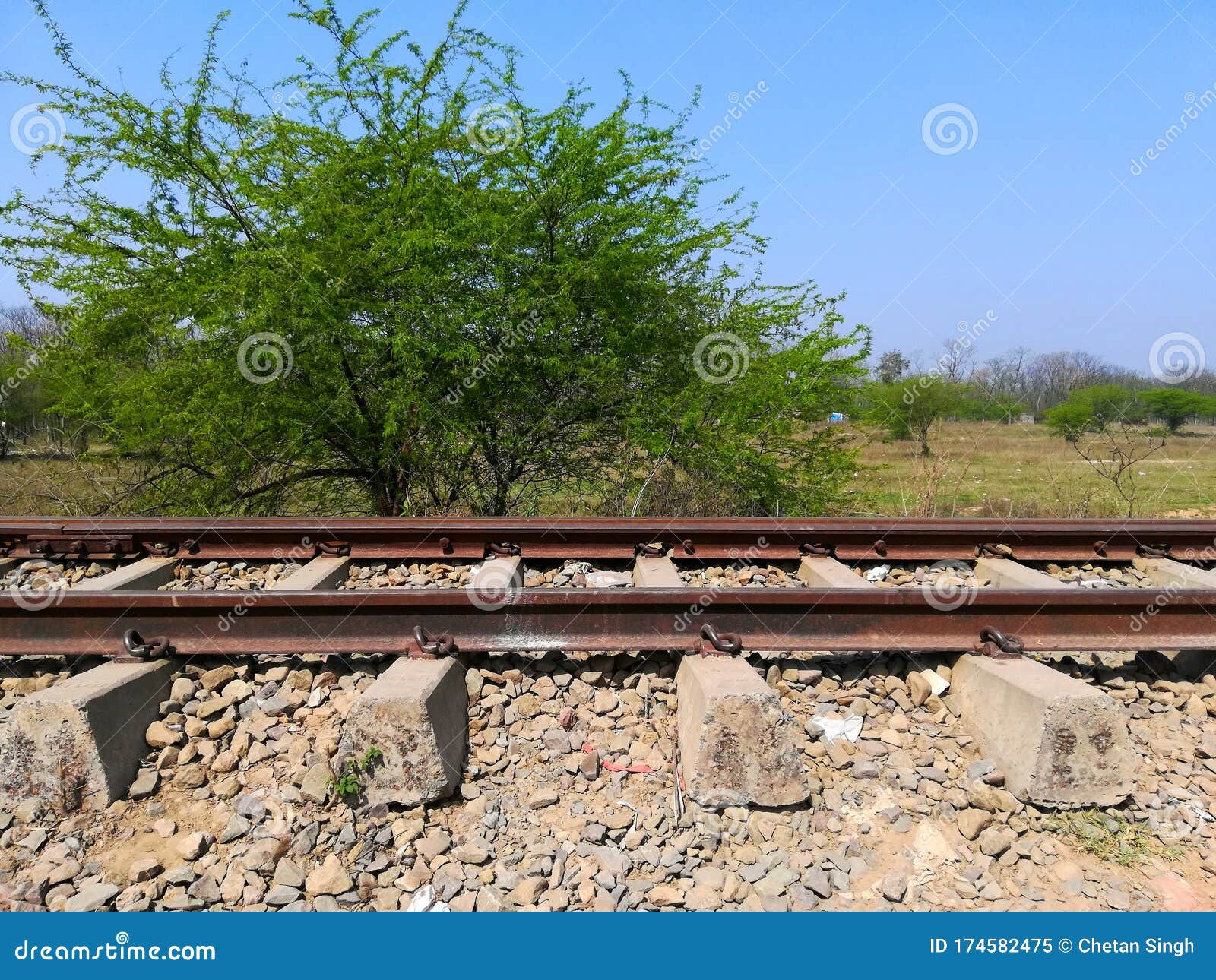 Tree Along with Railway Track Stock Image - Image of captured, plants ...