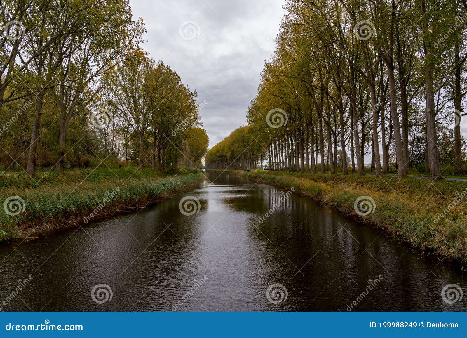 Tree along the river stock image. Image of autumn, perspective - 199988249