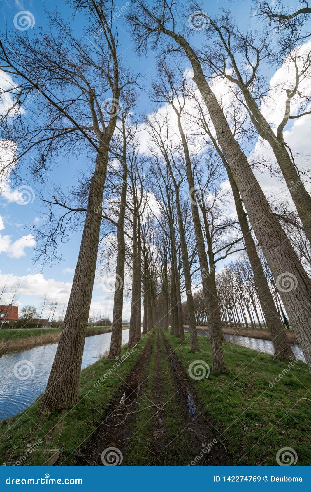 Tree along the river stock image. Image of park, grass - 142274769