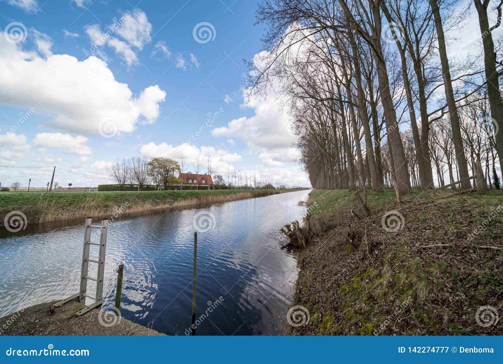 Tree along the river stock image. Image of color, trunk - 142274777