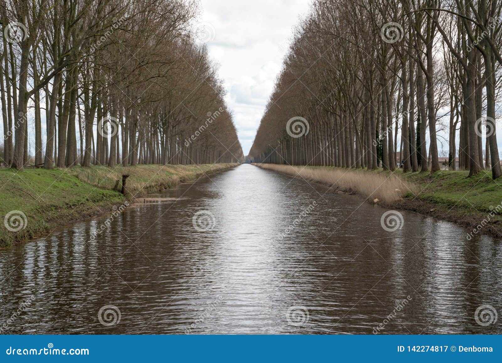 Tree along the river stock image. Image of park, bright - 142274817