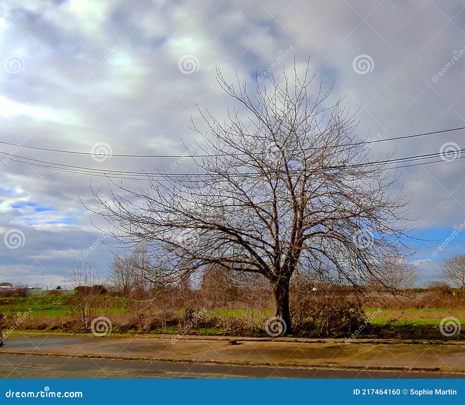 Tree along the way stock photo. Image of tree, branch - 217464160