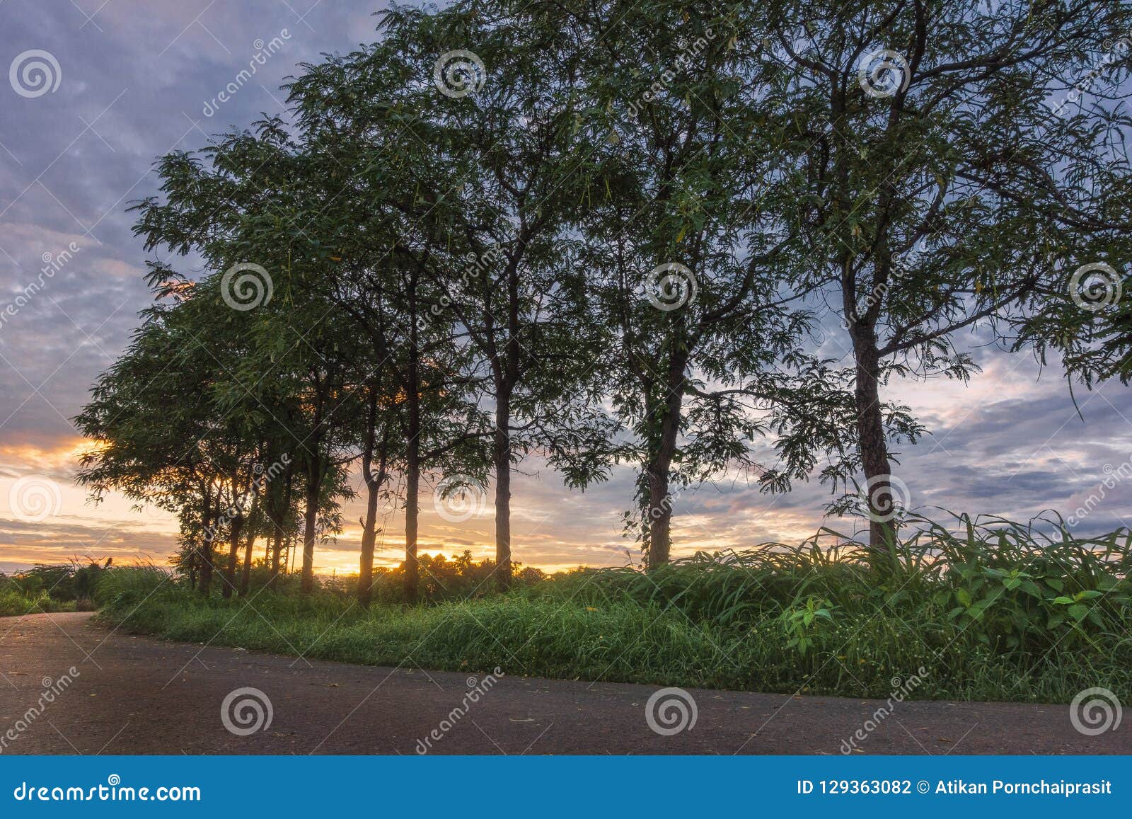 Tree Along the Way at Sunrise Stock Photo - Image of blue, bright ...