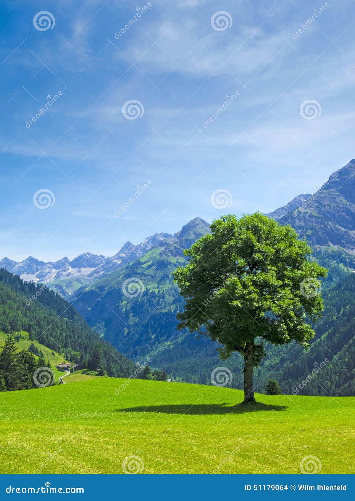 Tree, Alp and Mountain Landscape Stock Photo - Image of broadleaf ...
