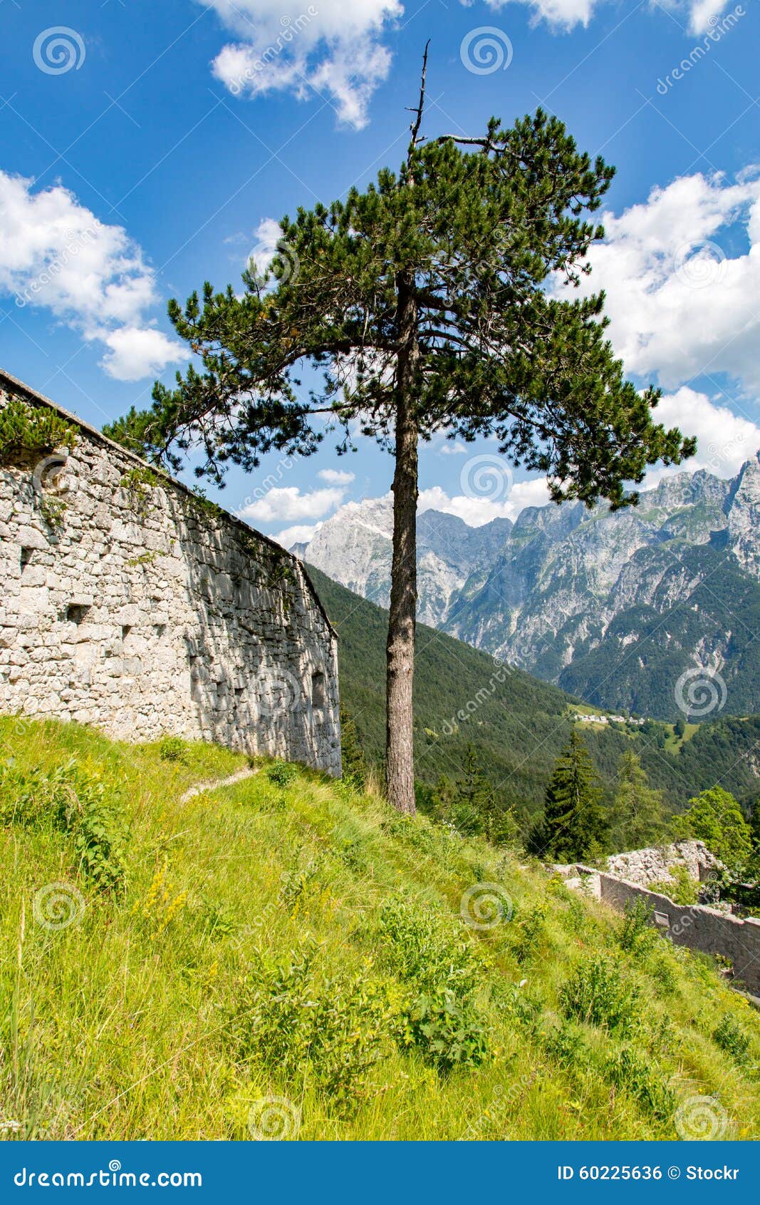 Tree in Alps mountains stock photo. Image of alone, lonely - 60225636