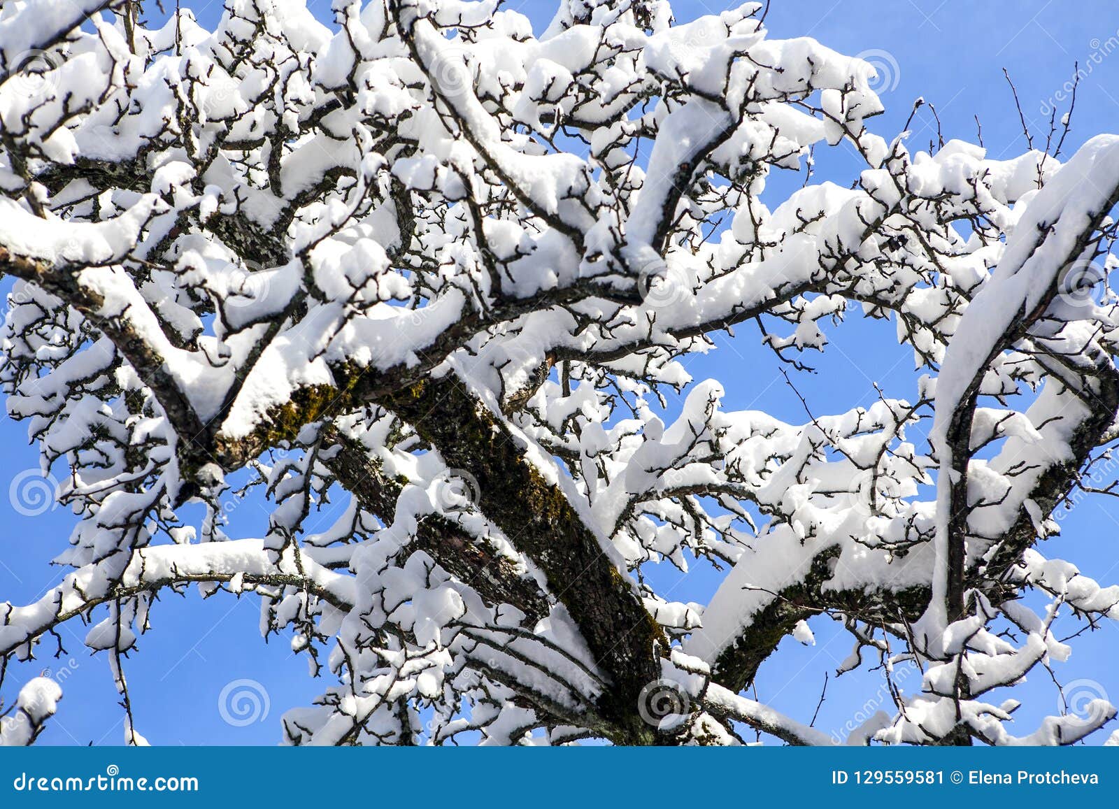 Tree in the Alps in the Snow Stock Image - Image of scenery, landscape ...