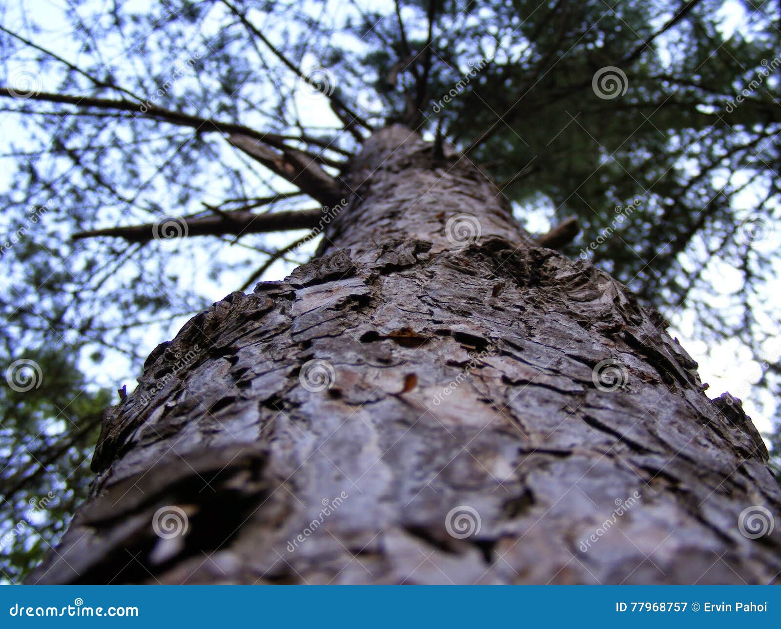 Amassing Tree View Stock Photos - Free & Royalty-Free Stock Photos from ...