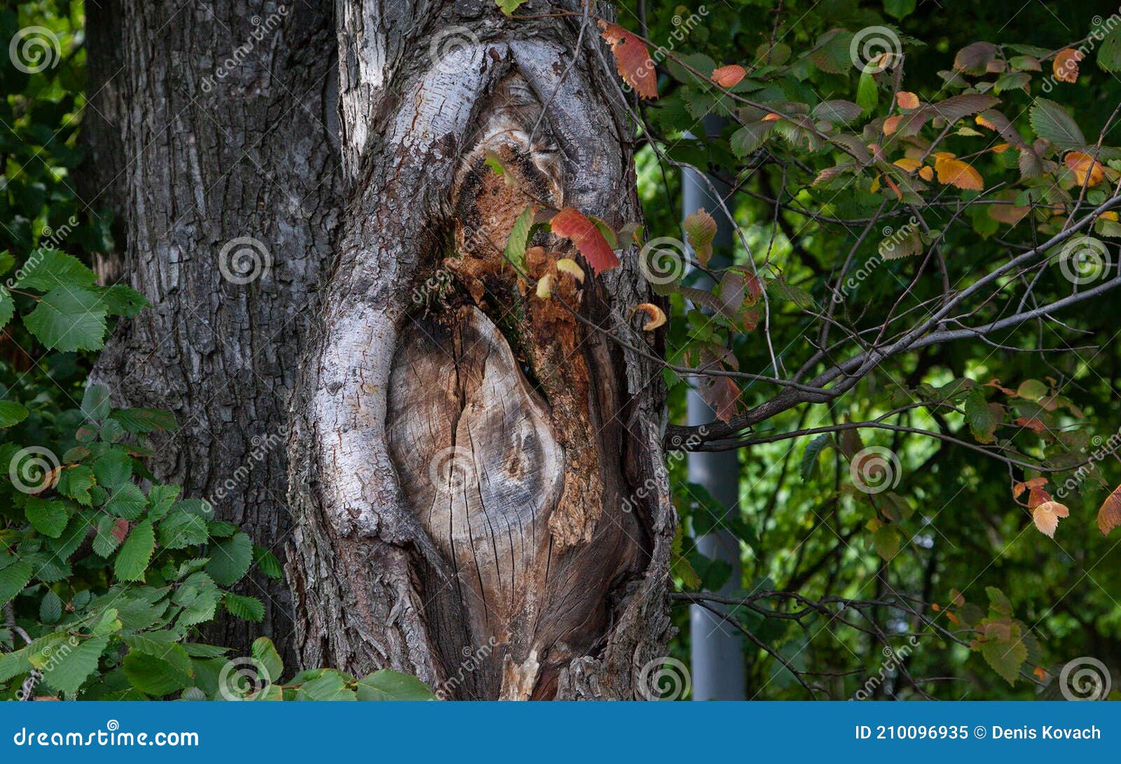Tree with Amazing Bark Shape on the Trunk Stock Image - Image of trunk ...