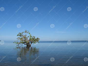 Tree amazon stock image. Image of amazonian, reflection - 270371