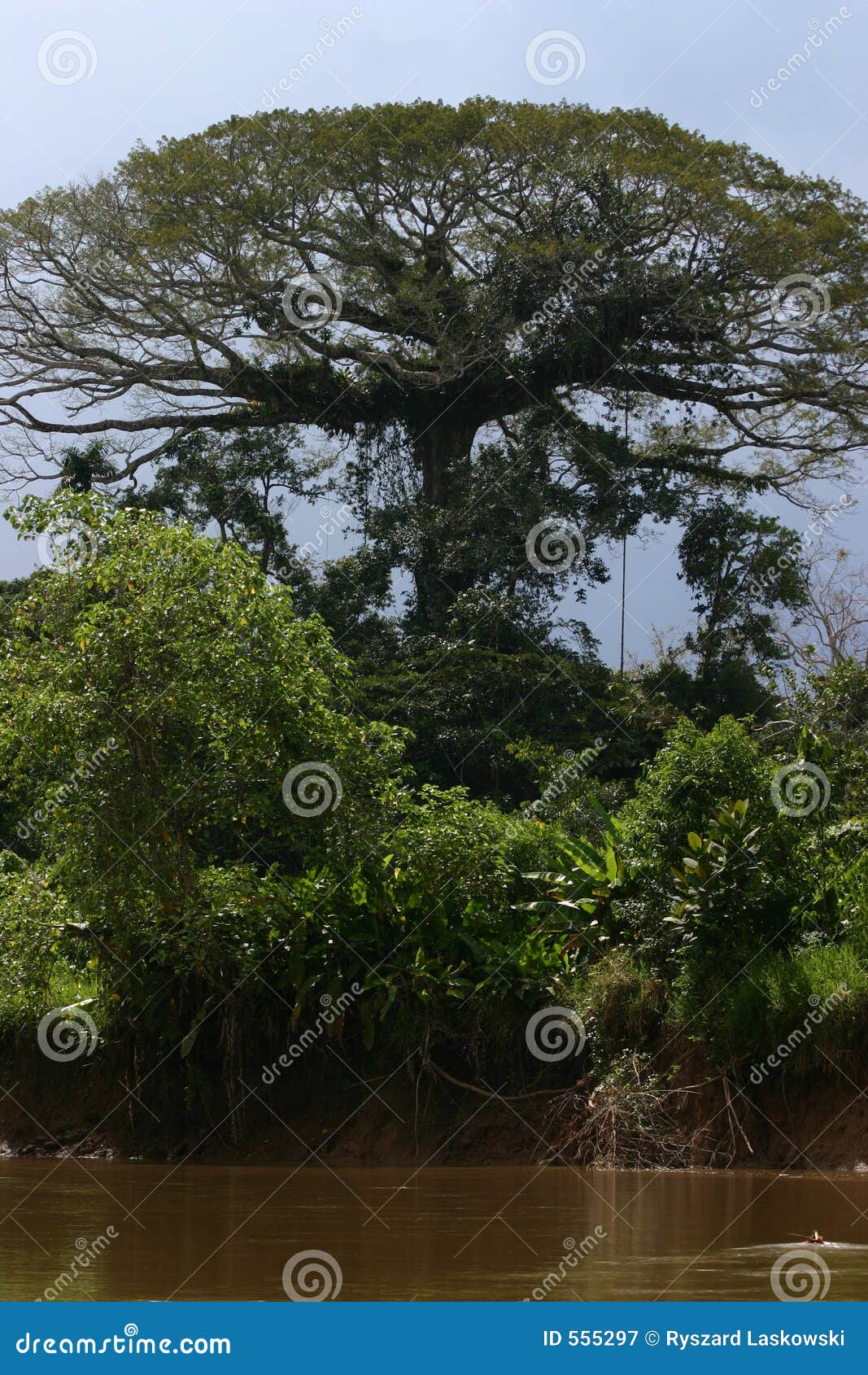 Tree in Amazonia stock image. Image of summer, plants, trees - 555297