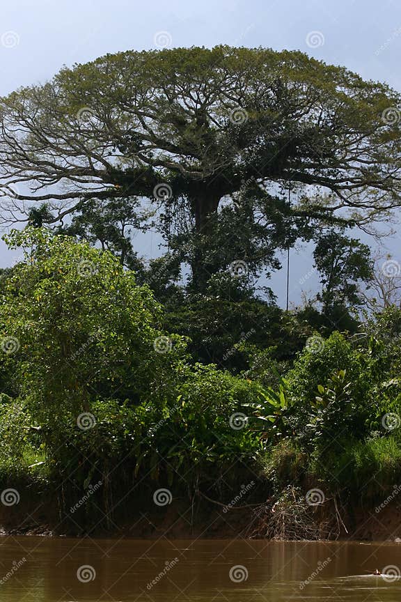 Tree in Amazonia stock image. Image of summer, plants, trees - 555297
