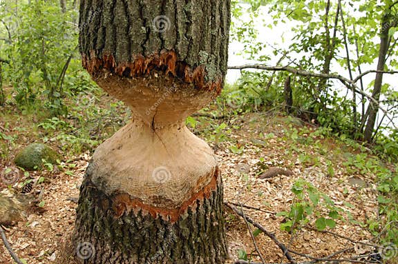 Tree - Ambitious Beaver stock photo. Image of shade, eagerness - 6733038