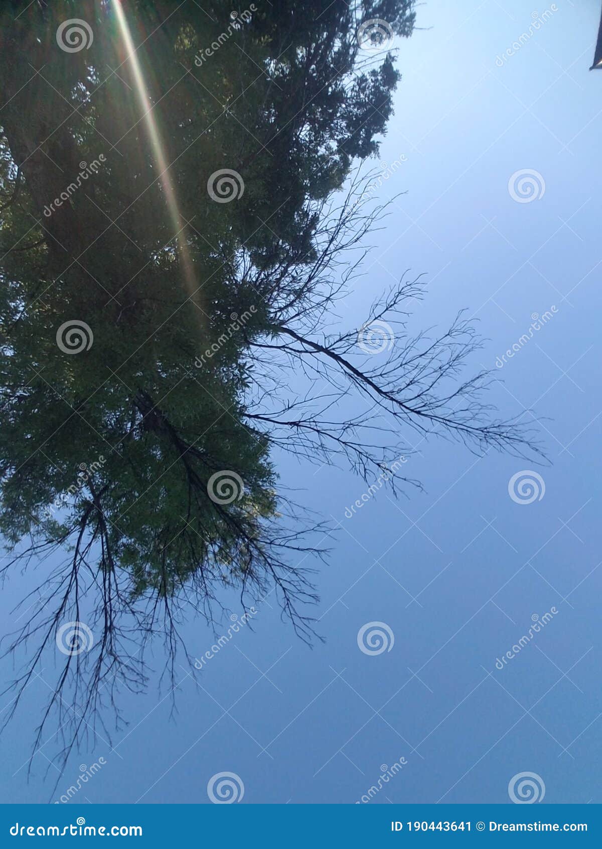 Tree amidst bright blue stock image. Image of leaf, grass - 190443641