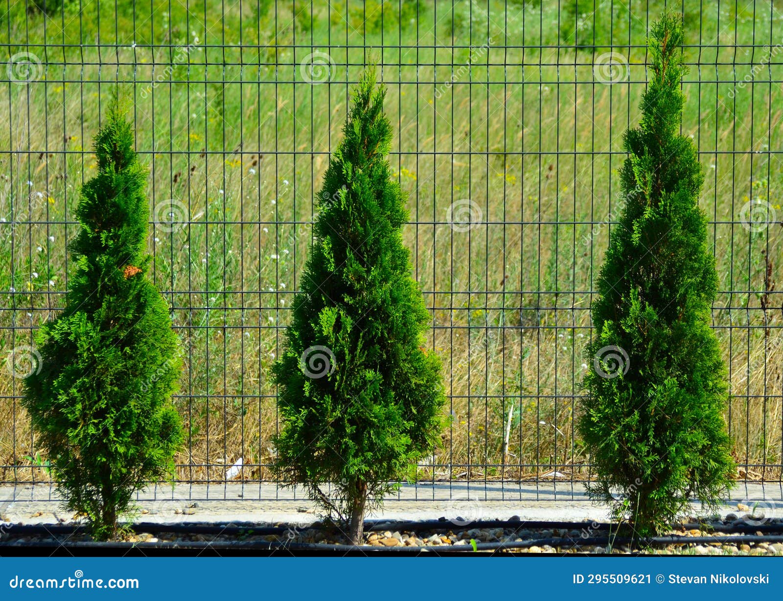 Tree Amigos stock image. Image of leaf, shrub, three - 295509621
