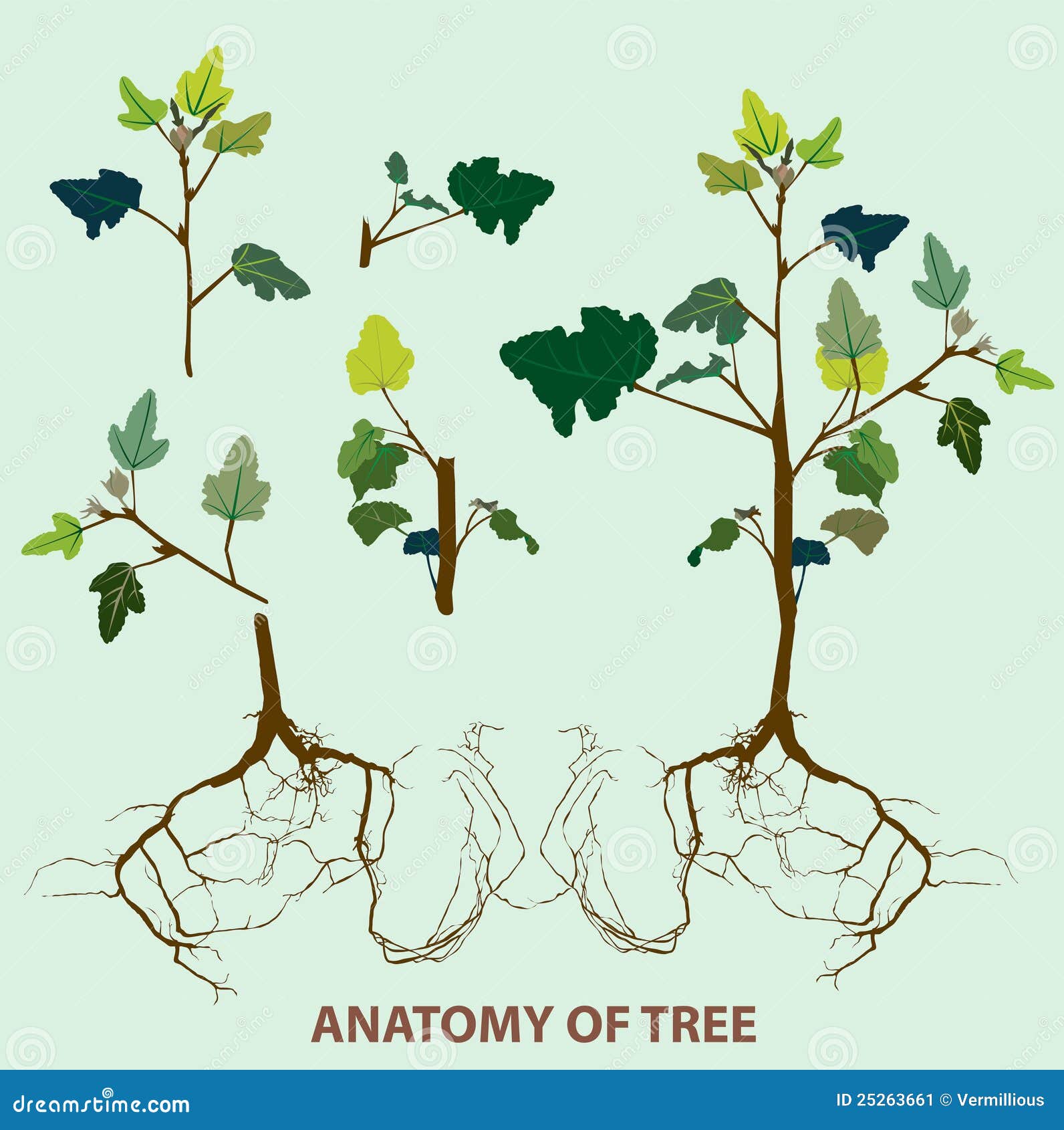 Tree anatomy top to root stock illustration. Illustration of bough ...