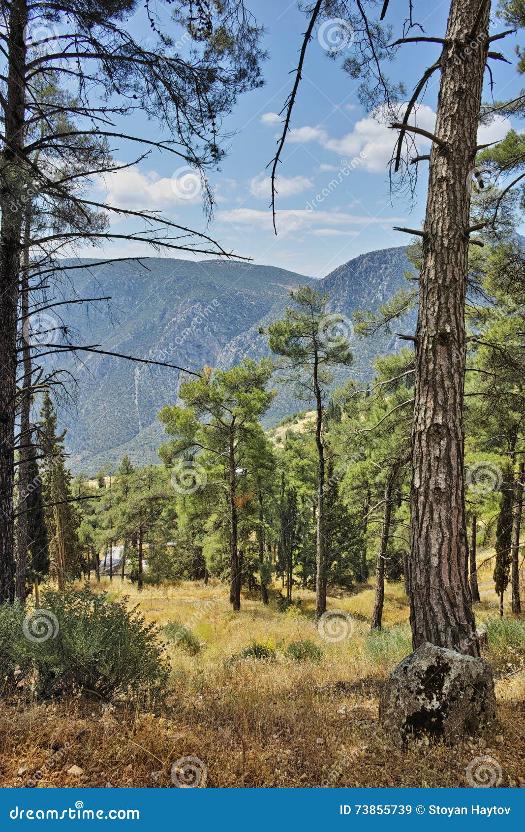 Tree in Ancient Greek Archaeological Site of Delphi, Greece Stock Image ...