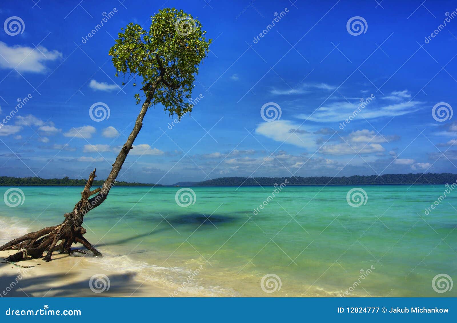 Tree on Andamans stock image. Image of holiday, white - 12824777