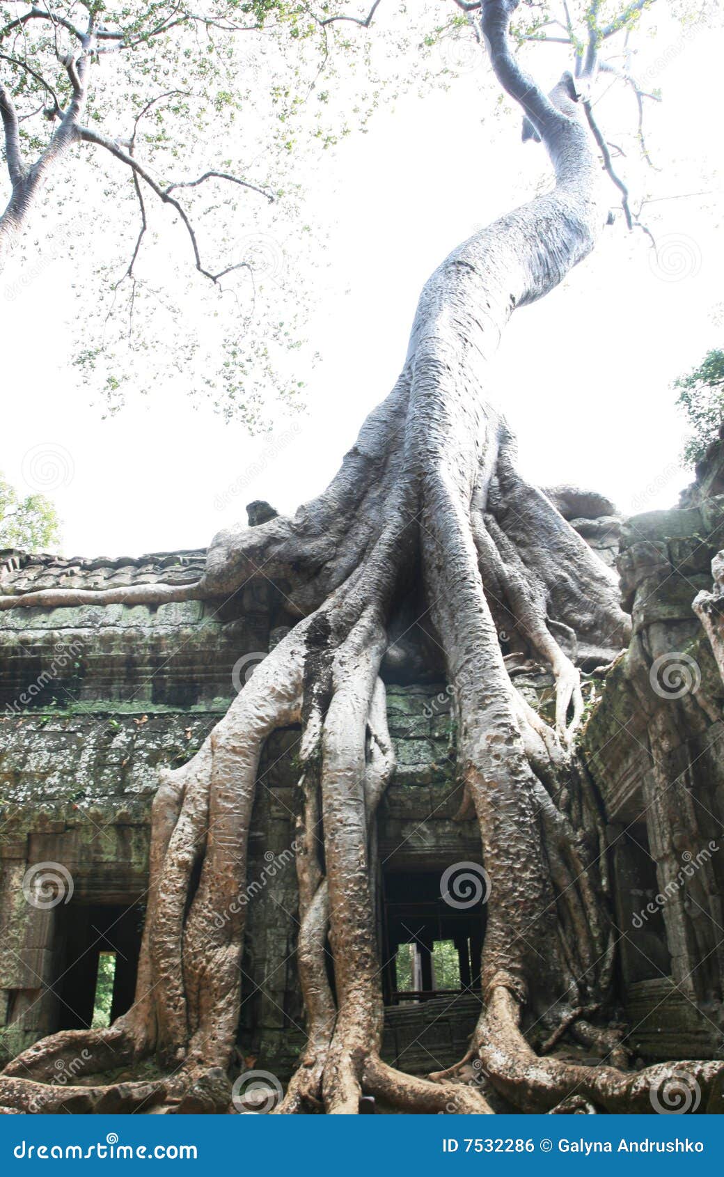 Tree in Angkor stock photo. Image of heritage, plant, archaeology - 7532286