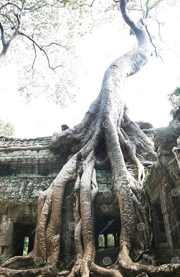 Tree in Angkor stock photo. Image of heritage, plant, archaeology - 7532286