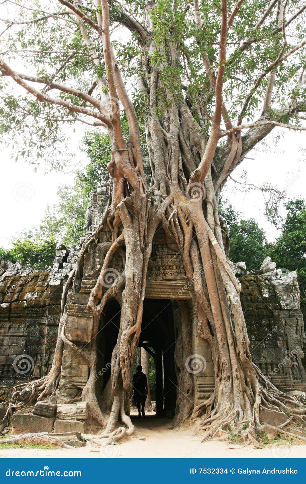 Tree on Angkor ruins stock photo. Image of adventure, east - 7532334