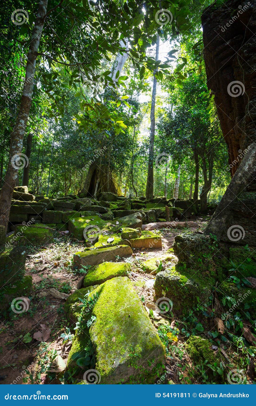 Tree in Angkor stock image. Image of tour, stone, archeology - 54191811