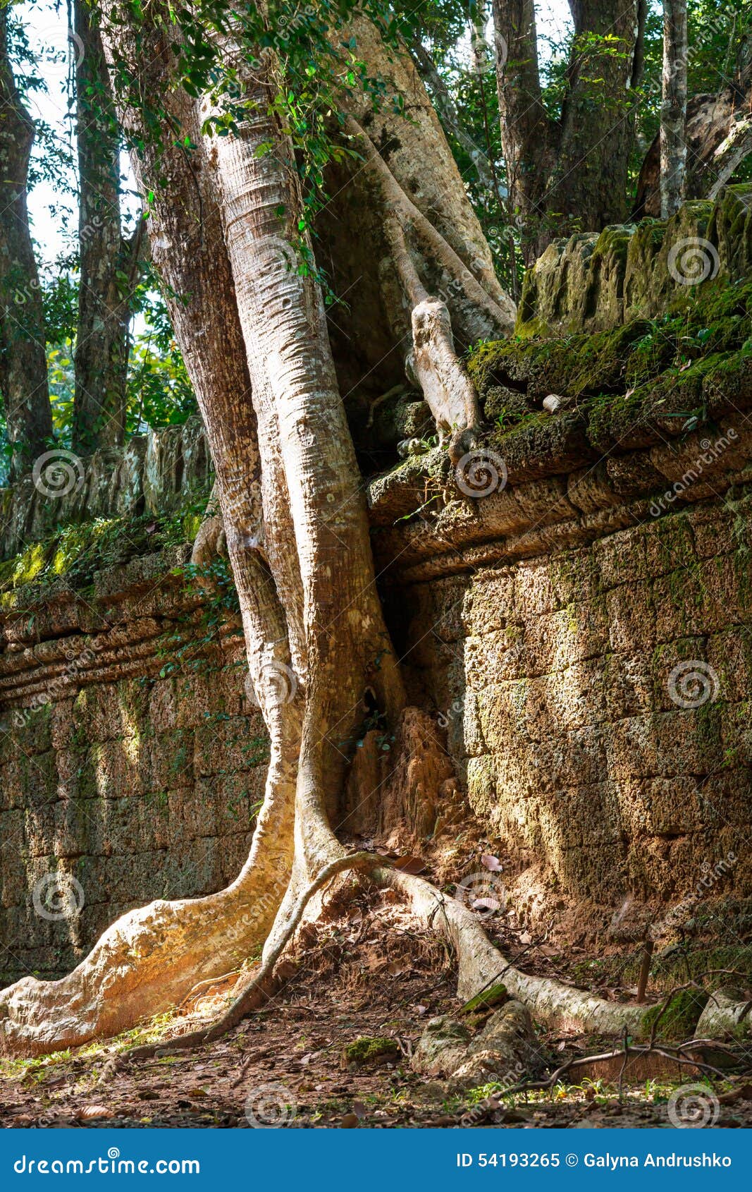 Tree in Angkor stock image. Image of adventure, stone - 54193265