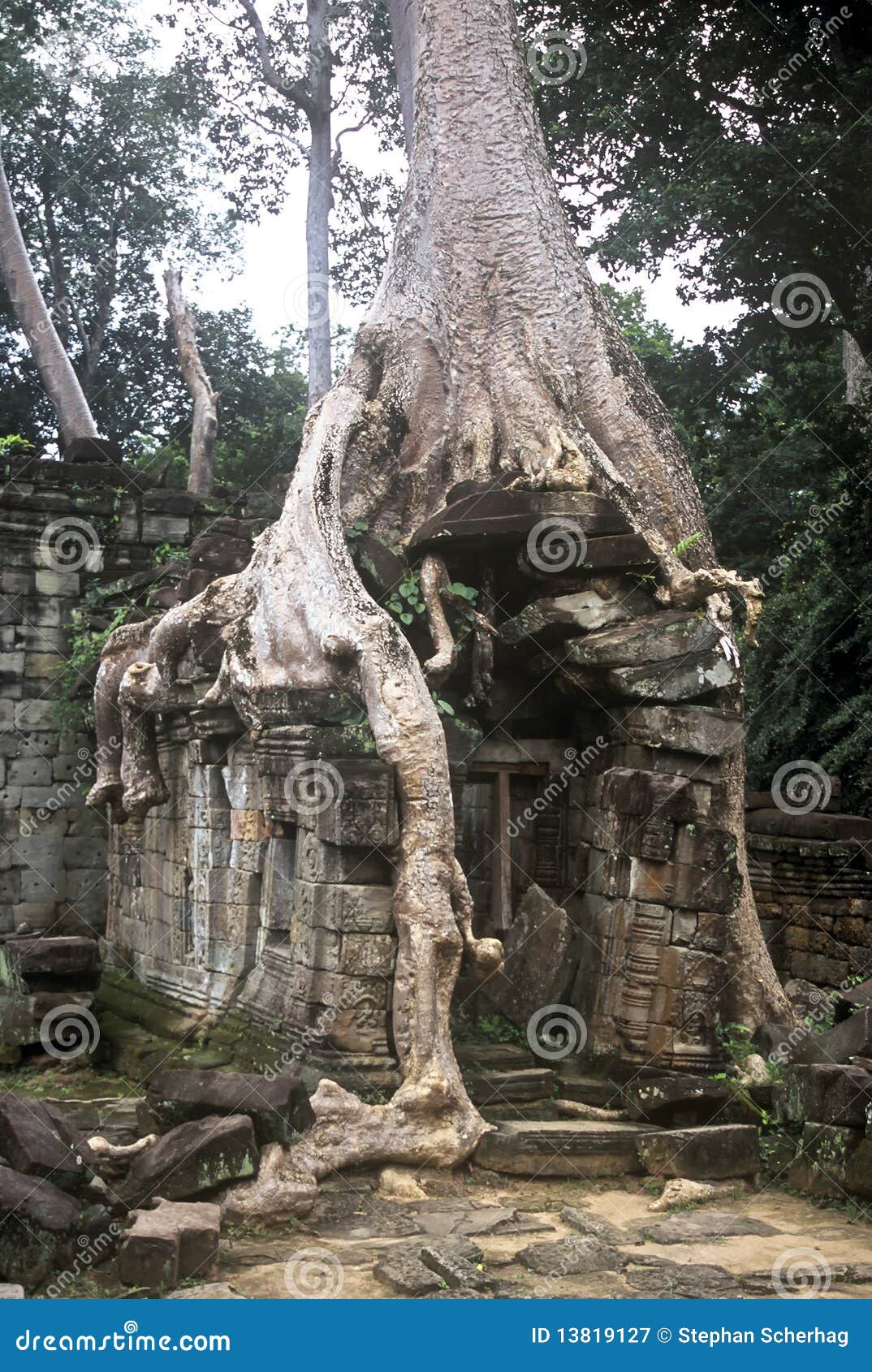 Tree in Angkor Wat, Cambodia Stock Image - Image of forest, heritage ...