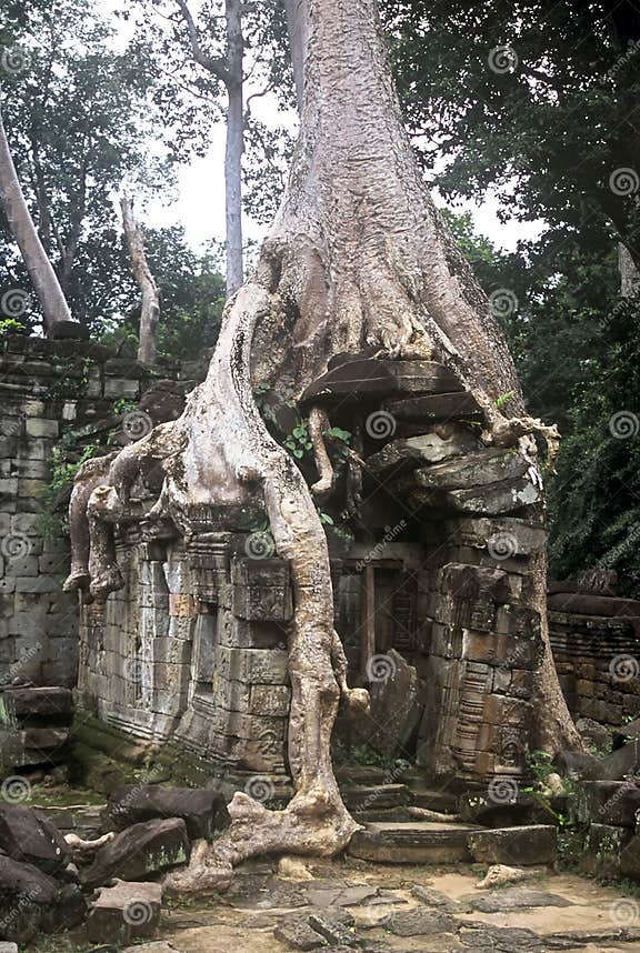 Tree in Angkor Wat, Cambodia Stock Image - Image of forest, heritage ...