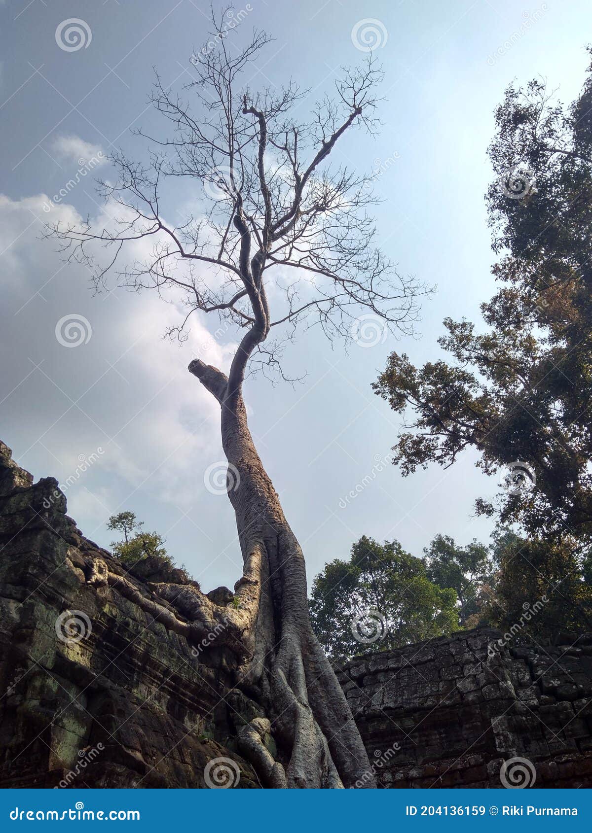 Tree in Angkor Wat, Cambodia Stock Image - Image of tree, angkorwat ...