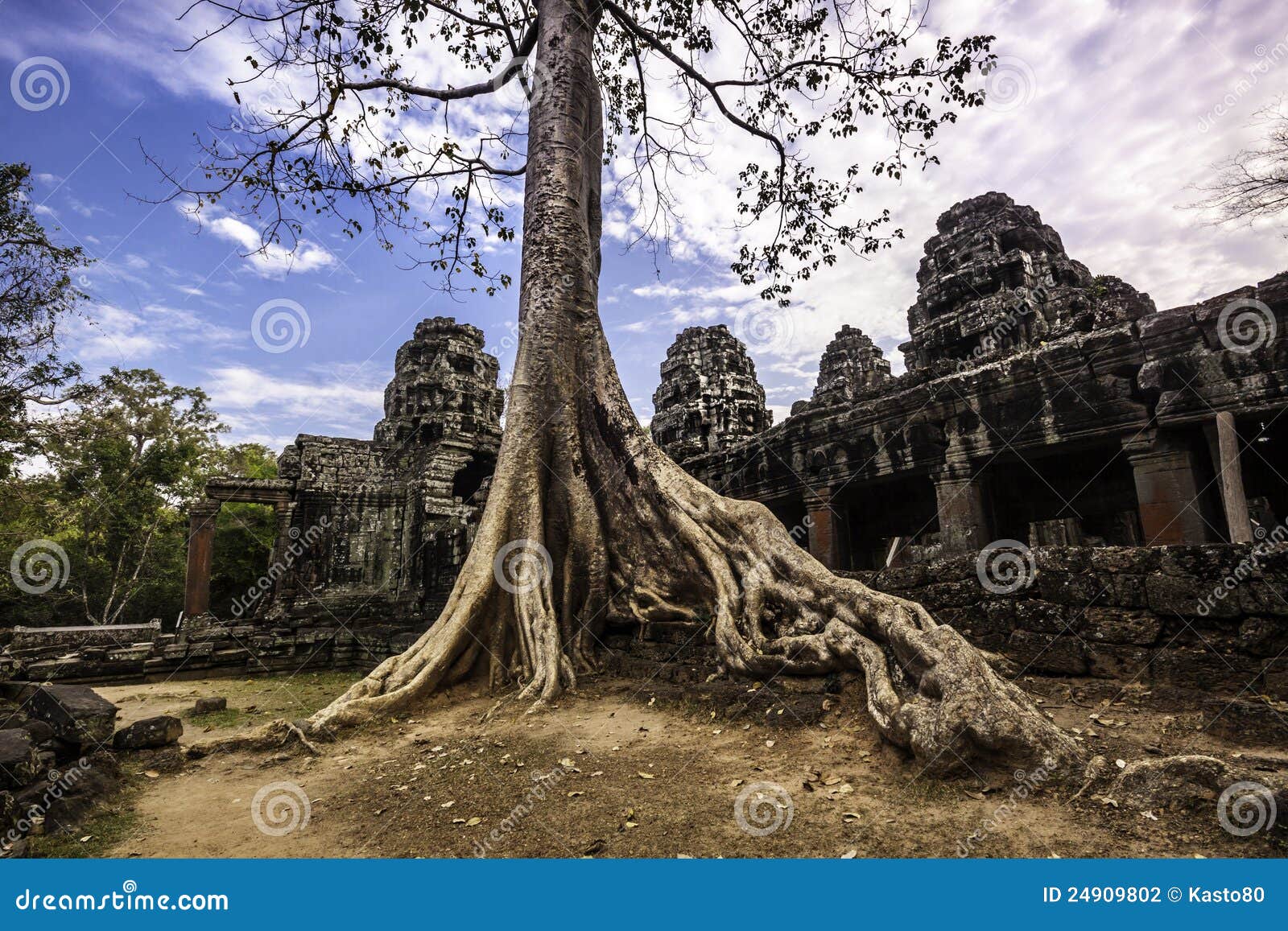 Tree in Angkor Wat, Cambodia, South East Asia. Stock Photo - Image of ...
