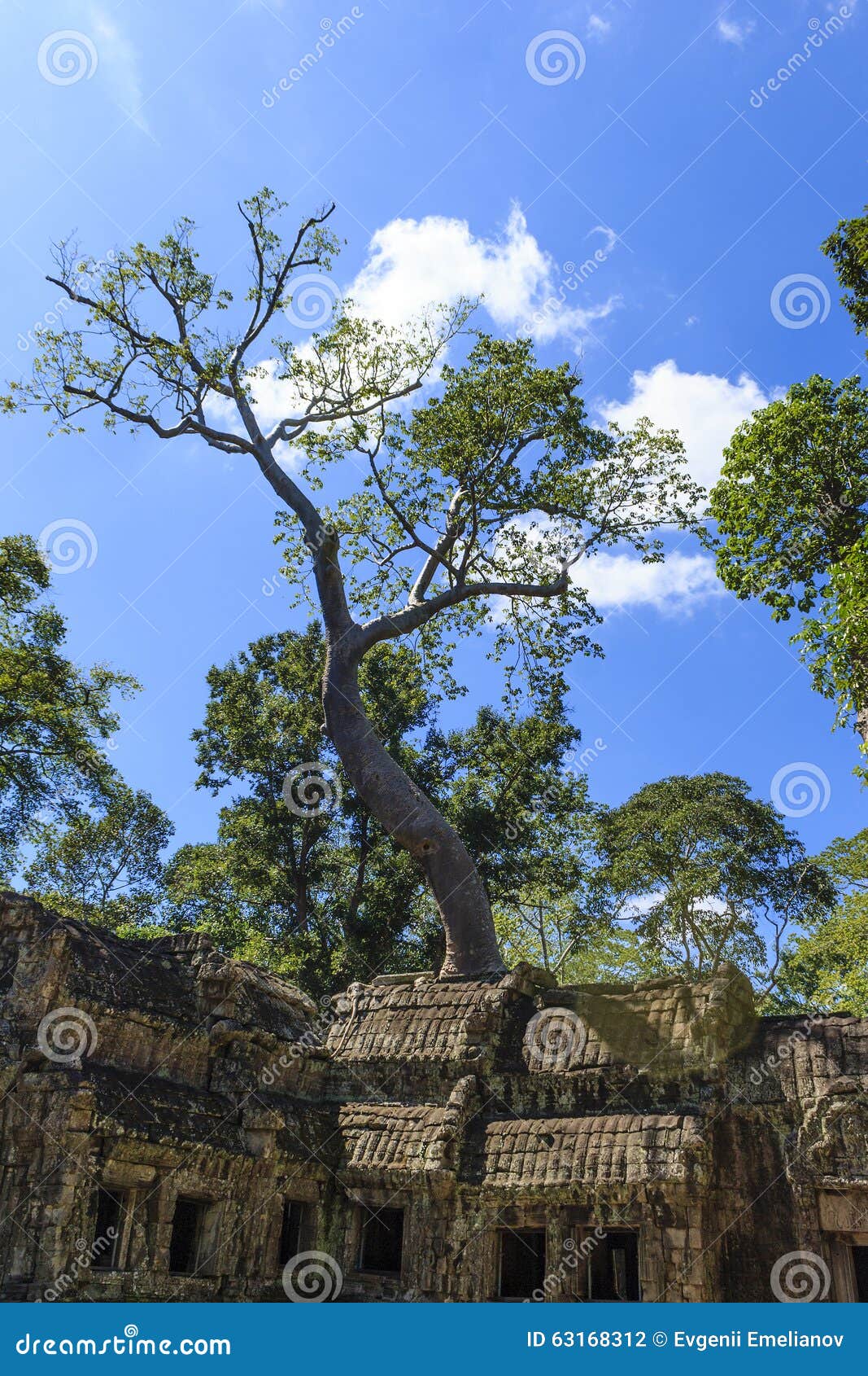 Tree at Angkor Wat stock photo. Image of prohm, ruin - 63168312