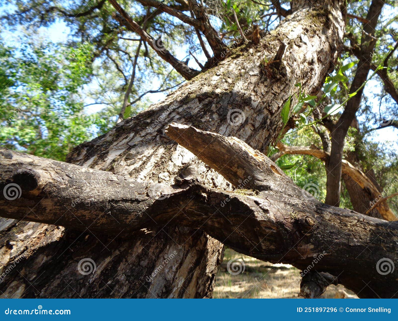 Angled View of Bent Tree with Shadows and Sun and Missing Wood Stock ...