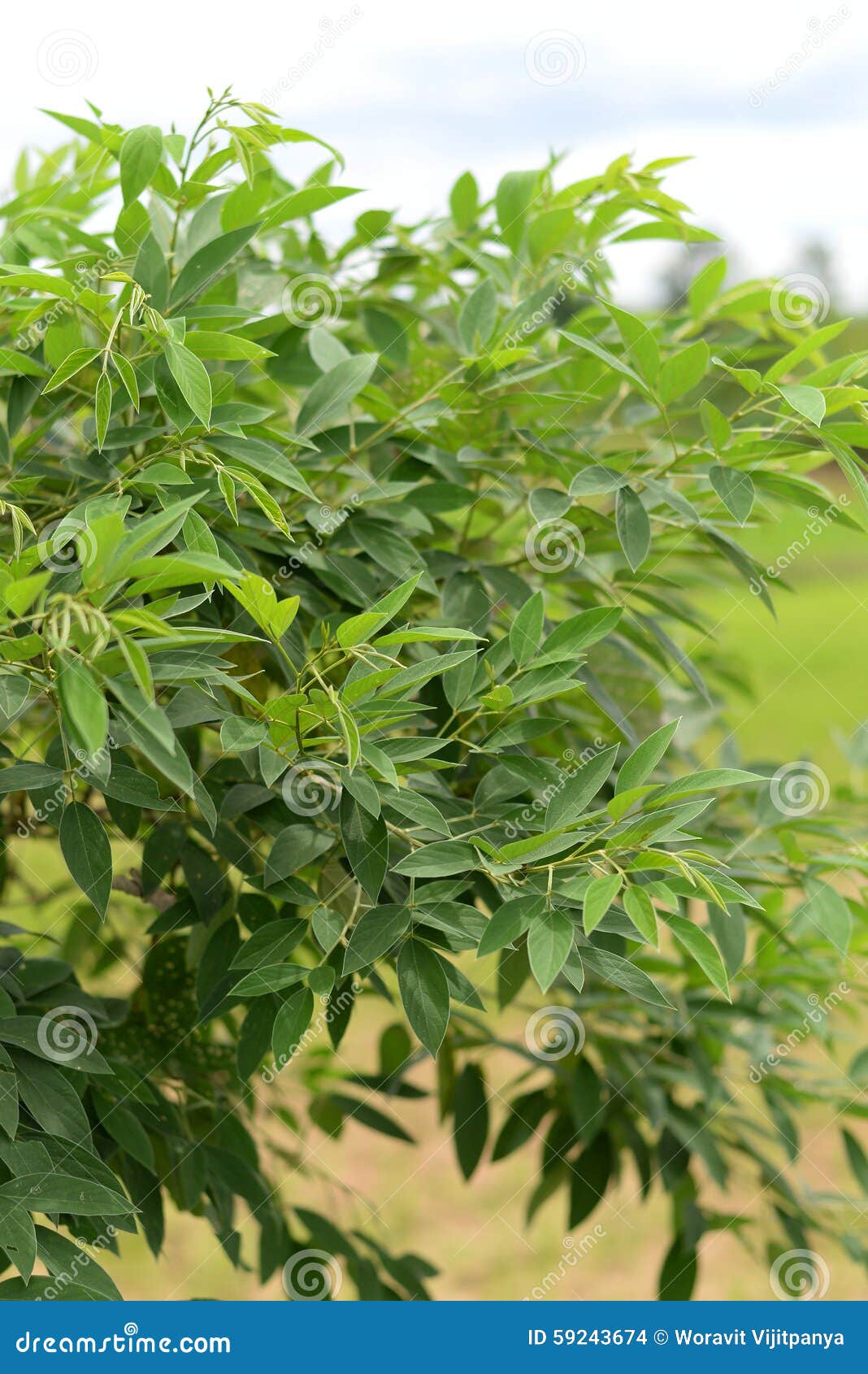 Tree Angola Pea, Congo Pea stock photo. Image of angola - 59243674